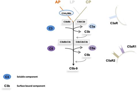 Overview On Complement Activation And Cascade Progression Complement Download Scientific