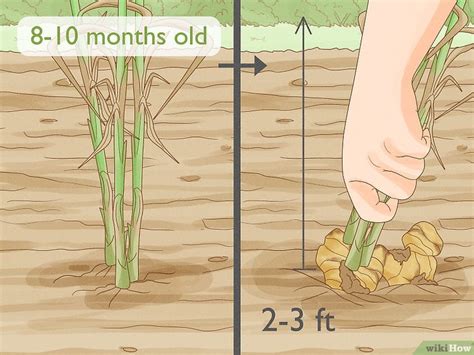 How To Grow Ginger Tips For Beginners