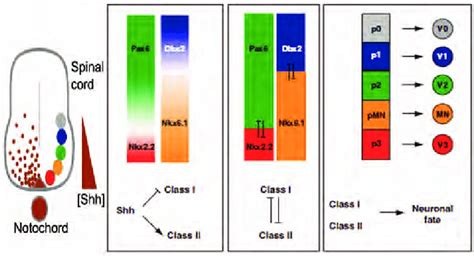 Dv Patterning In The Ventral Spinal Cord Is Controlled By Shh Gradient