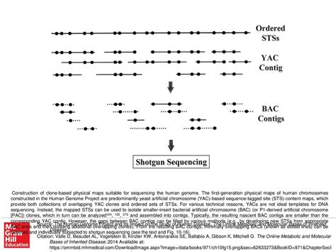 Construction Of Clone Based Physical Maps Suitable For Sequencing The Human Genome The First