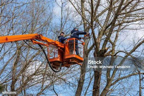 높이에서 전기톱을 들고 나뭇가지를 자르는 작업자 나뭇가지를 자르기 위해 톱을 사용하여 양동이를 들어 올리는 나무 외과 의사 Arborist는 높이에 나뭇 가지를 제거합니다