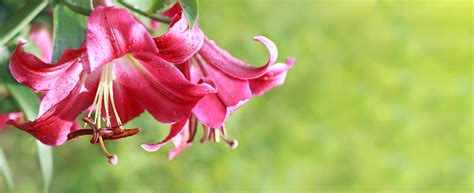 정원에 있는 릴리움 롱기플로룸 꽃 피는 붉은 열대 꽃 릴리입니다 봄 정원에서 아름 다운 백합 꽃입니다 어머니의 날 빨간색 Stargazer 백합 꽃 텍스트 장소 자연 배경