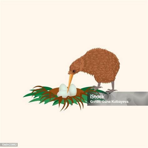 계란이있는 둥지에서 호주 키위 새 흰색 배경에서 격리된 벡터 그림입니다 만화에 대한 스톡 벡터 아트 및 기타 이미지 만화 키위새 가공의 인물 Istock
