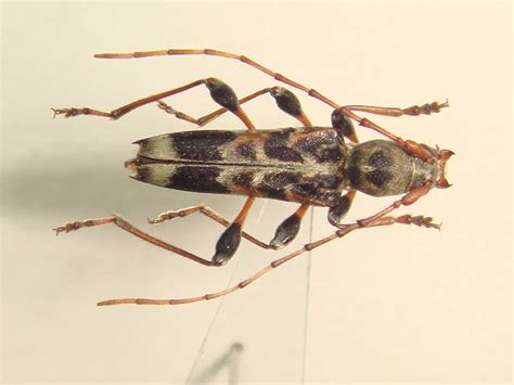 斑胸纹虎天牛Anaglyptus Aglaophis nokosanus Kano 1933 专题库 国家动物标本资源共享平台