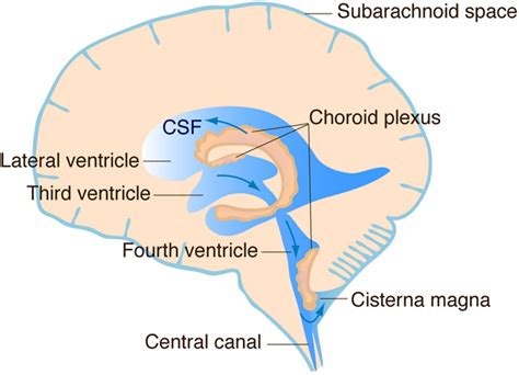 Cerebrospinal Fluid Csf And The Choroid Plexus Anatom