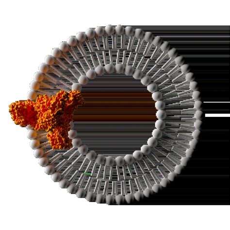 Fida Membrane Protein Characterisation Without Purification