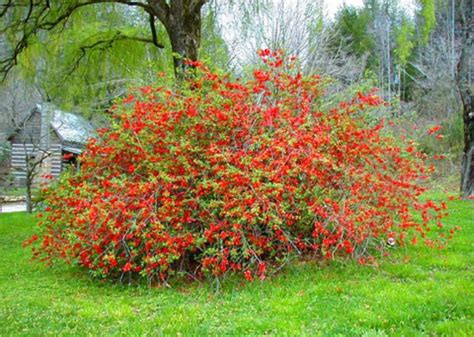 Японская Айва Кустарник Фото Полезные Свойства – Telegraph
