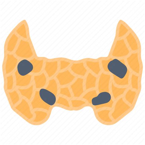 Parathyroid Glands Jugular Tubercle Tissue Glandular Icon Download On Iconfinder