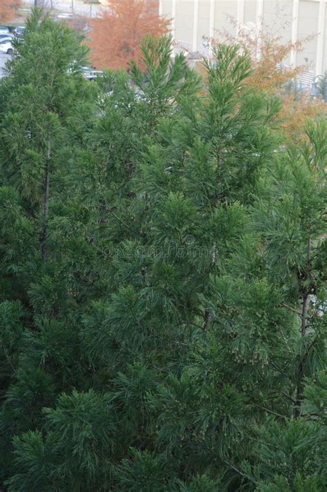 The Beautiful Evergreens During Fall In Alabama Stock Image Image Of Tuscaloosa Surrounded