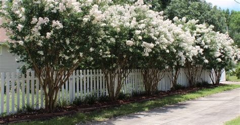12 Landscaping Ideas With Crepe Myrtles Pond Informer