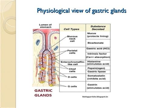 Git Gastrointestinal Tract Physiology Medical Ppt