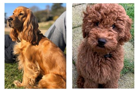 Cocker Doodle Hvalpe Dbadk Køb Og Salg Af Nyt Og Brugt