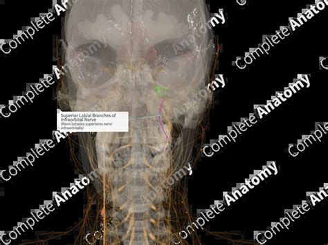 Superior Labial Branches Of Infraorbital Nerve Right Complete Anatomy