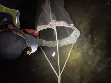 流下仔魚報告8回目 鏡川漁業協同組合