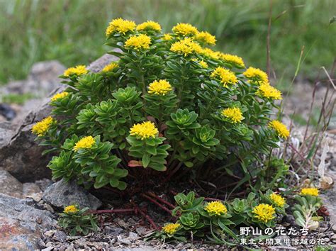 キリンソウ 野山の花たち 東北と関東甲信越の花