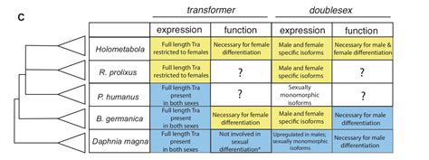 Using Hemimetabolous Insects To Investigate The Origin Of The Tra Dsx Axis The Node