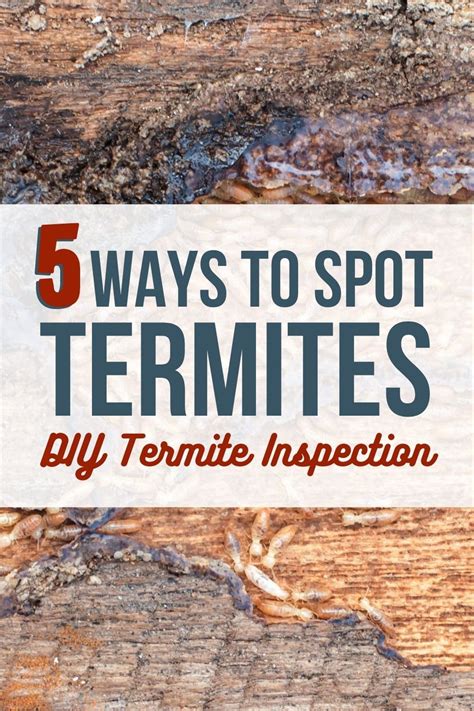 What Kills Termites Naturally And What Kills Termites Fast Artofit