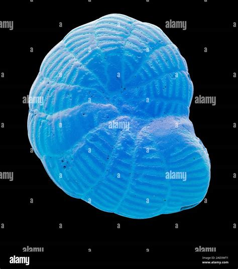 Foraminiferan Coloured Scanning Electron Micrograph Sem Of A
