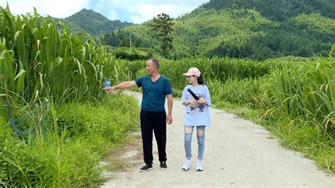 乡村振兴大漈乡麻鸭游进茭白田 生态效益双丰收 彭芩