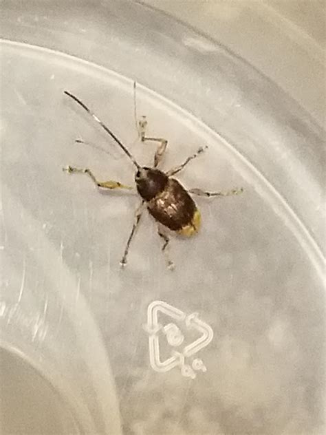 What Kind Of Weevil Is This Rweeviltime