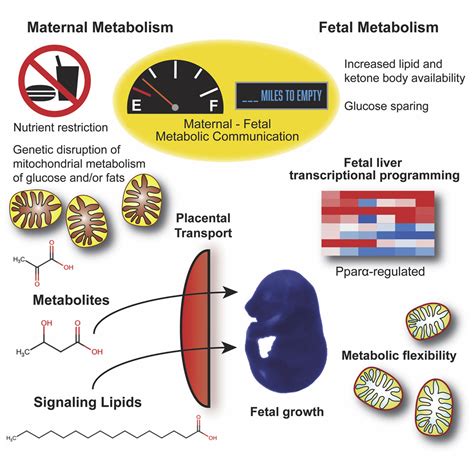 Maternal Lipid Metabolism Directs Fetal Liver Programming Following Nutrient Stress Cell Reports