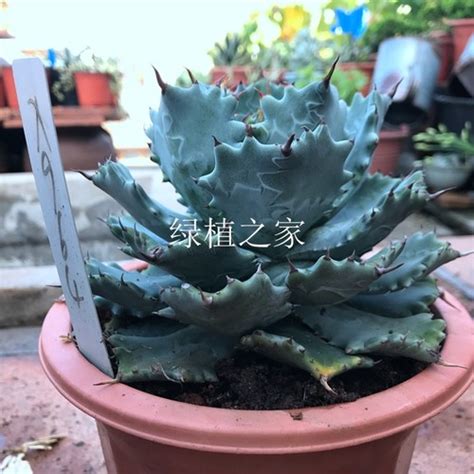 高级蟹植物 植物螃蟹 蟹爪兰 大山谷图库
