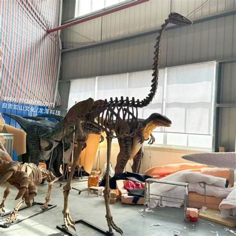 Elephant Bird Skeleton Replica Skr035