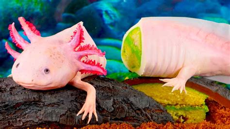 Guides To Keeping Axolotl Everything You Need To Know
