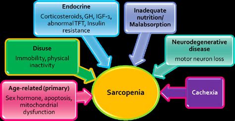 Various Causes Of Sarcopenia Gh Growth Hormone Igf 1 Insulin Like Download Scientific