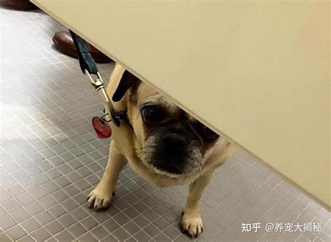 主人上厕所的时候狗狗喜欢跟在后面原来是这些原因 知乎