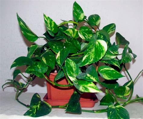 Пять самых неприхотливых комнатных растений