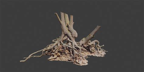 Tree Roots Blender Market