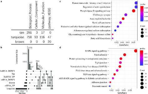 Functional Enrichment Analysis Of Disease Related Modules A Go Term Download Scientific