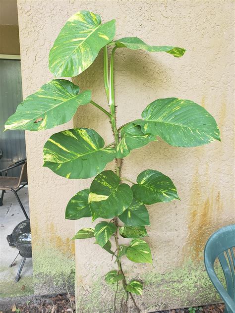 Эпипремнум пиннатум взрослого растения (55 фото)