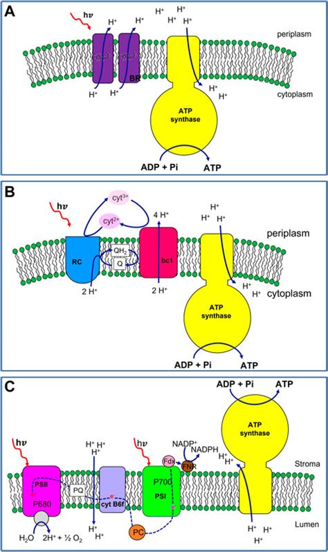 proton gradient formation and atp synthesis