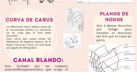 28 Anatomía De Canal De Parto
