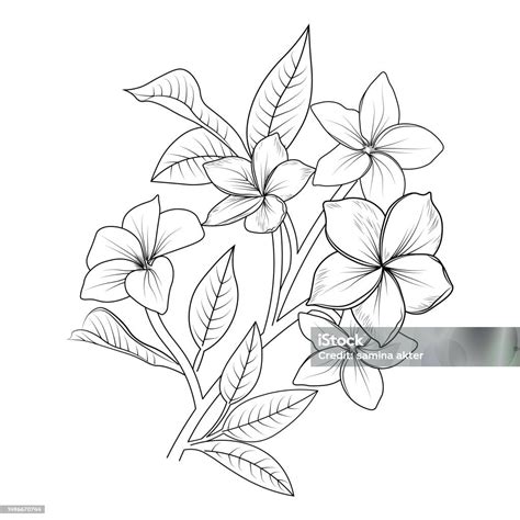 고립된 플루메리아 꽃 손으로 그린 벡터 스케치 그림 잎 봉오리의 식물 컬렉션 분기 자연 컬렉션 색칠 페이지 꽃다발 새겨진 잉크 아트 현실적인 Plumeria 문신 흑백