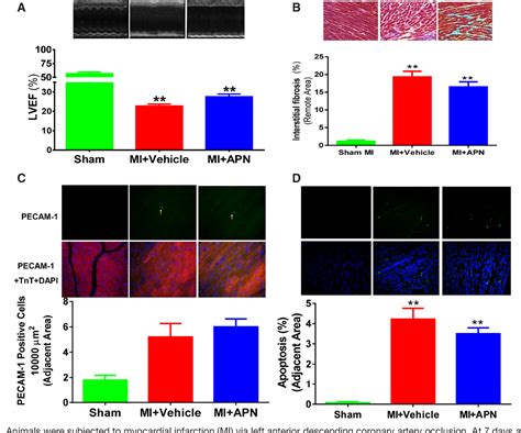 Figure 1 From G Protein Coupled Receptor Kinase 2 Mediated Desensitization Of Adiponectin