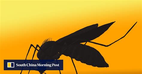 Lots Of Buzz No Bite Authorities Slap Down Proposal To Rid China Of