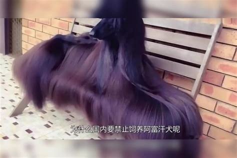 为什么国内禁养阿富汗犬就算再有钱也不行原因非常简单 原因