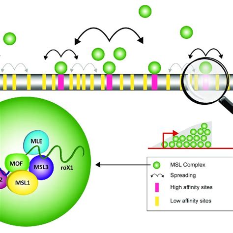 X Chromosomal Targeting Of The Male X Chromosome In Drosophila