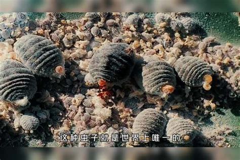口红竟然是用虫子尸体做的看完你还敢涂口红吗