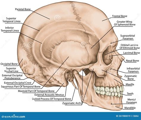 Board Skull Lateral View Stock Illustration Illustration Of Anatomical 261980019