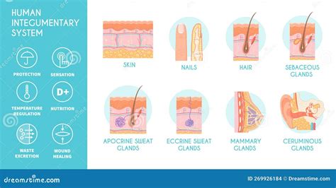 Integumentary System With Epidermis Surface Layer Structure Outline Diagram Vector Illustration