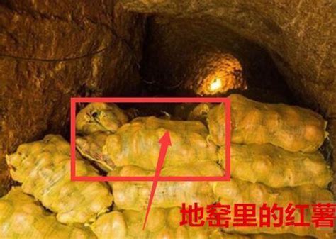 老漢地窖里挖紅薯卻發現隱約透出的一絲亮光結果讓人驚嘆不已 每日頭條