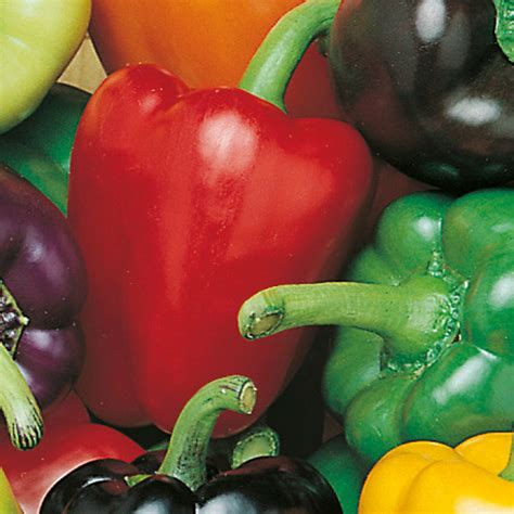 Johnsons Colour Spectrum Sweet Pepper Seeds Wilko