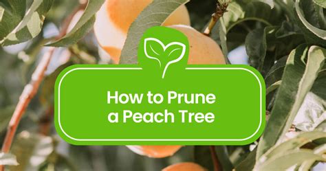 How To Prune A Peach Tree A Step By Step Guide For Beautiful Harvests Plant Propagation
