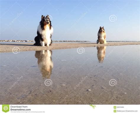 Honden Op Water Bij Het Strand Stock Afbeelding Image Of Overzees