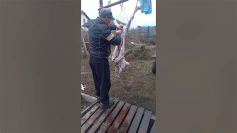 Ягненок от романовской овцы и дорпера ф3 Youtube