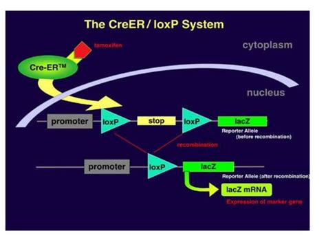 Types Of Recombinase Pptx Chemistry Science